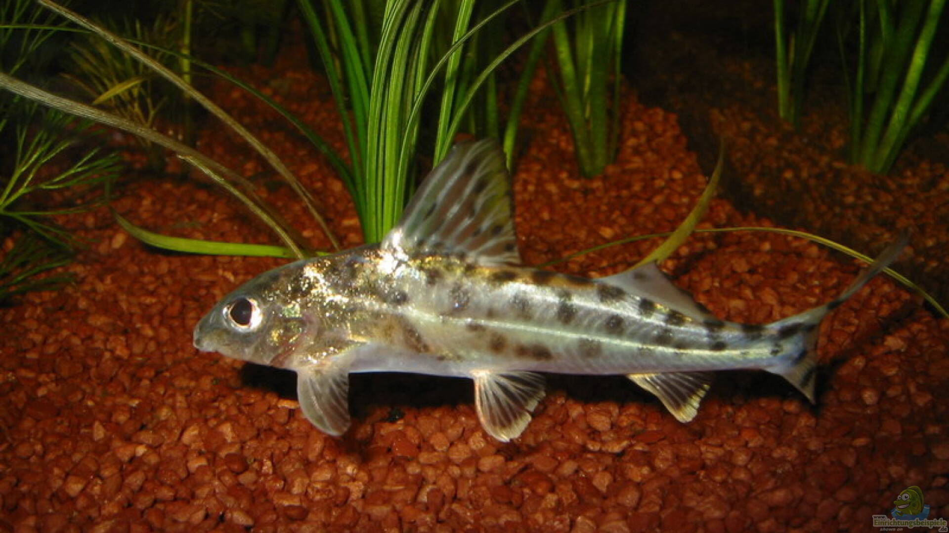 Pimelodus pictus - Engelswels: Alle wichtigen Infos