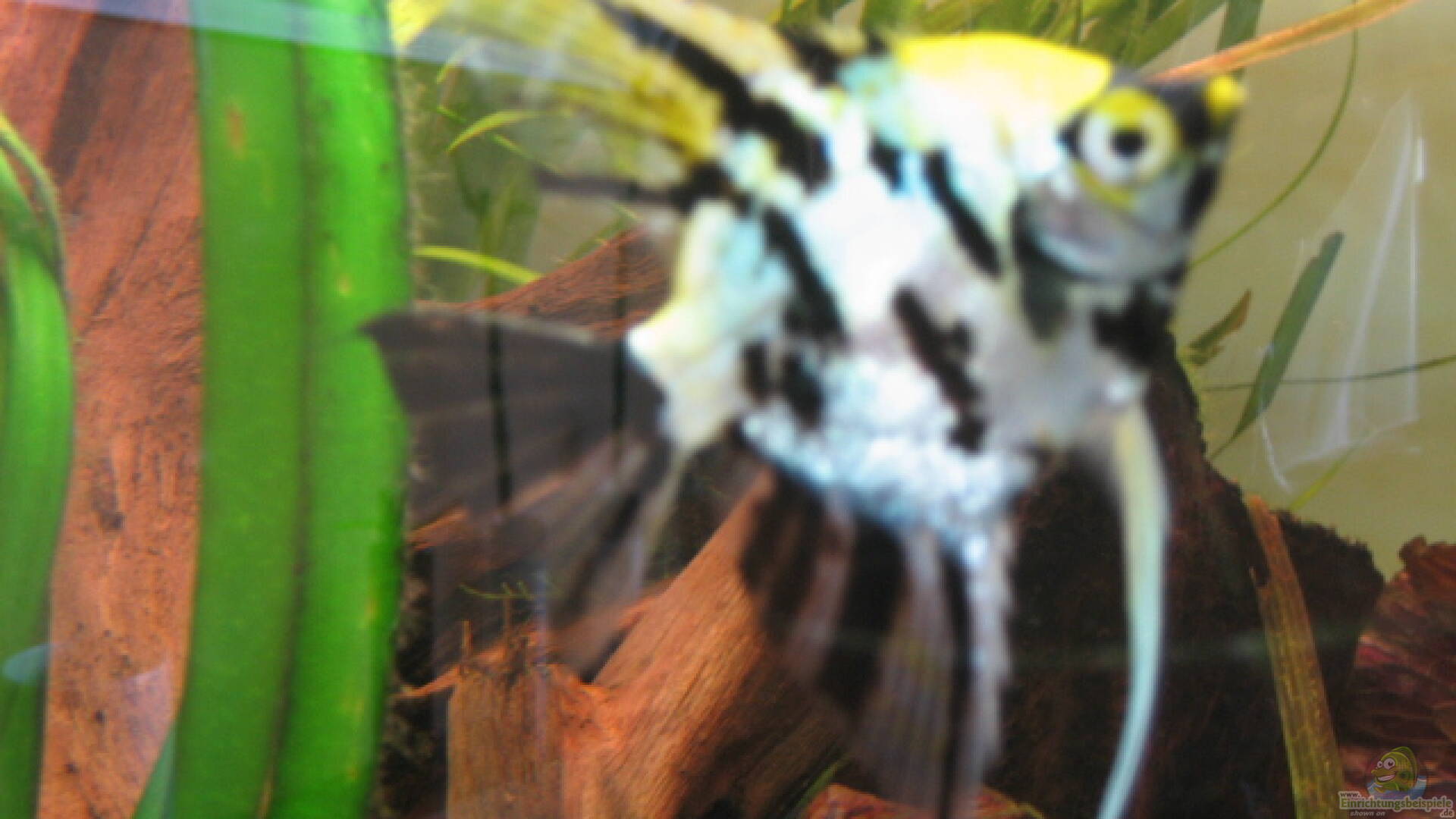 Pterophyllum - Segelflosser: Alle wichtigen Infos