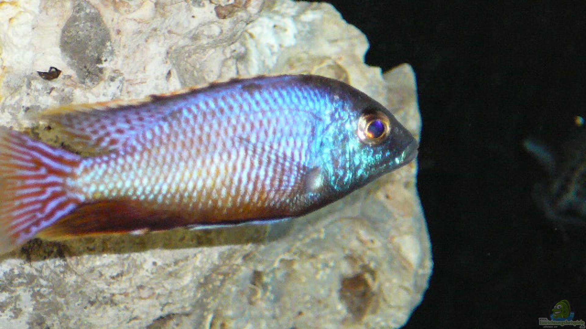 Protomelas-Arten: Alle wichtigen Infos