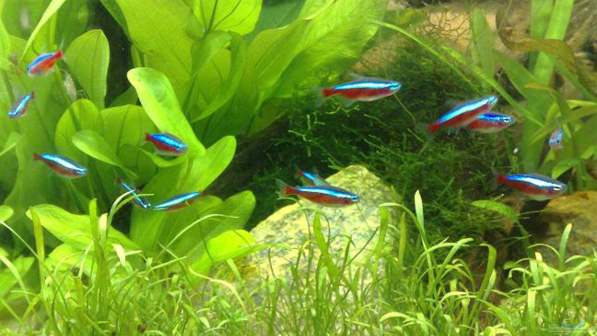 Paracheirodon axelrodi - Roter Neon: Alle Infos