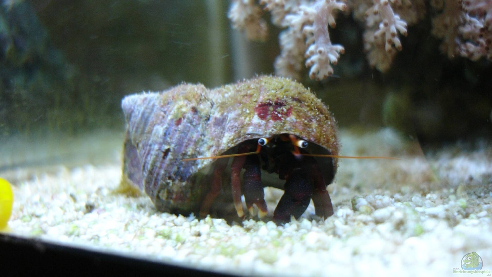 Krebse: Alle wichtigen Infos