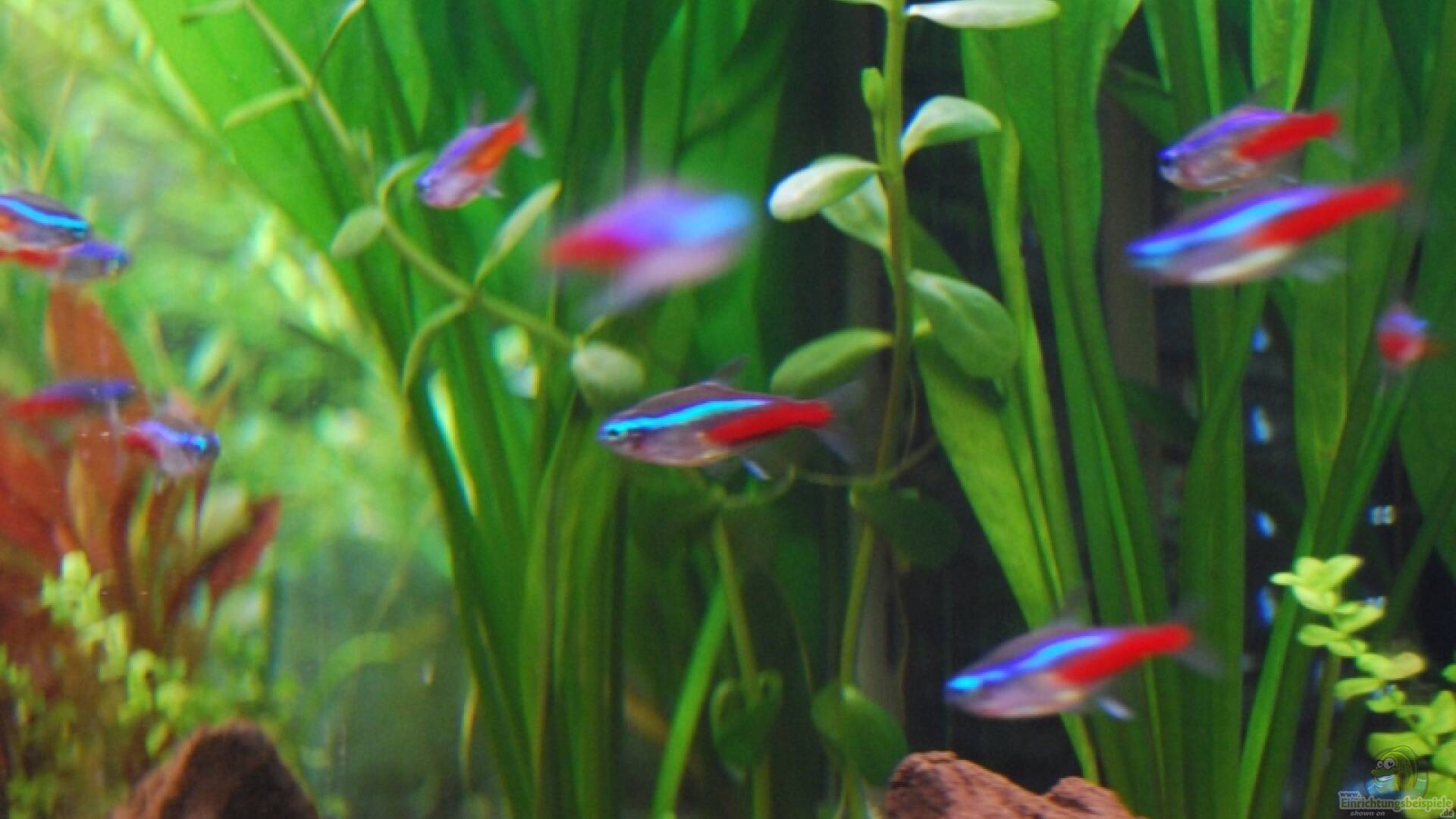 Neonsalmler: Alle wichtigen Infos