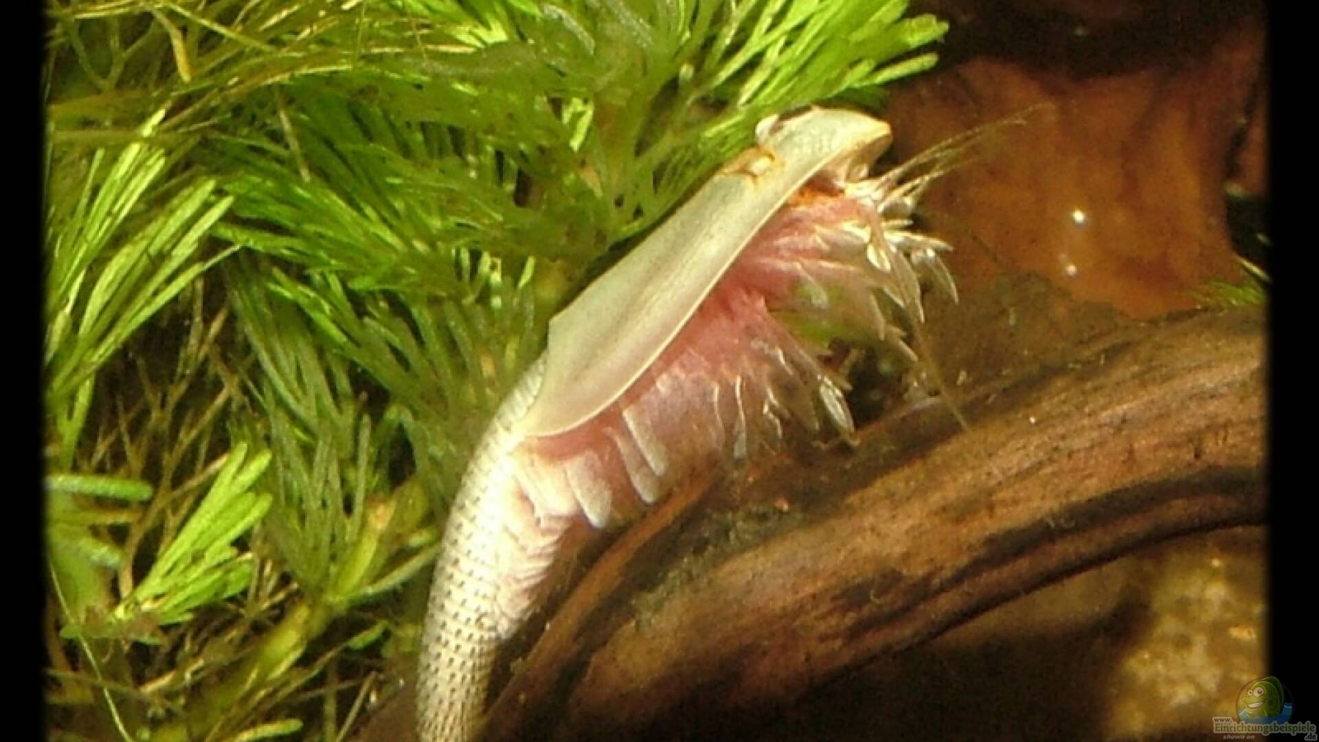 Triops: Alle wichtigen Infos | Einrichtungsbeispiele