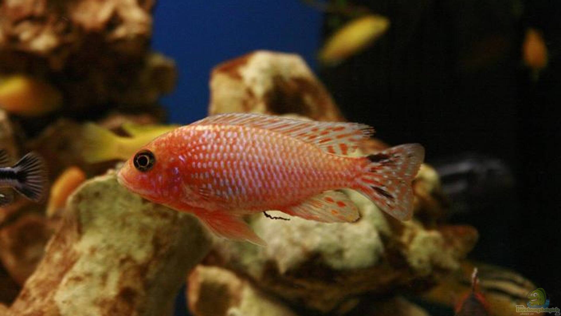 Aulonocara Firefish - Firefish: Alle wichtigen Infos
