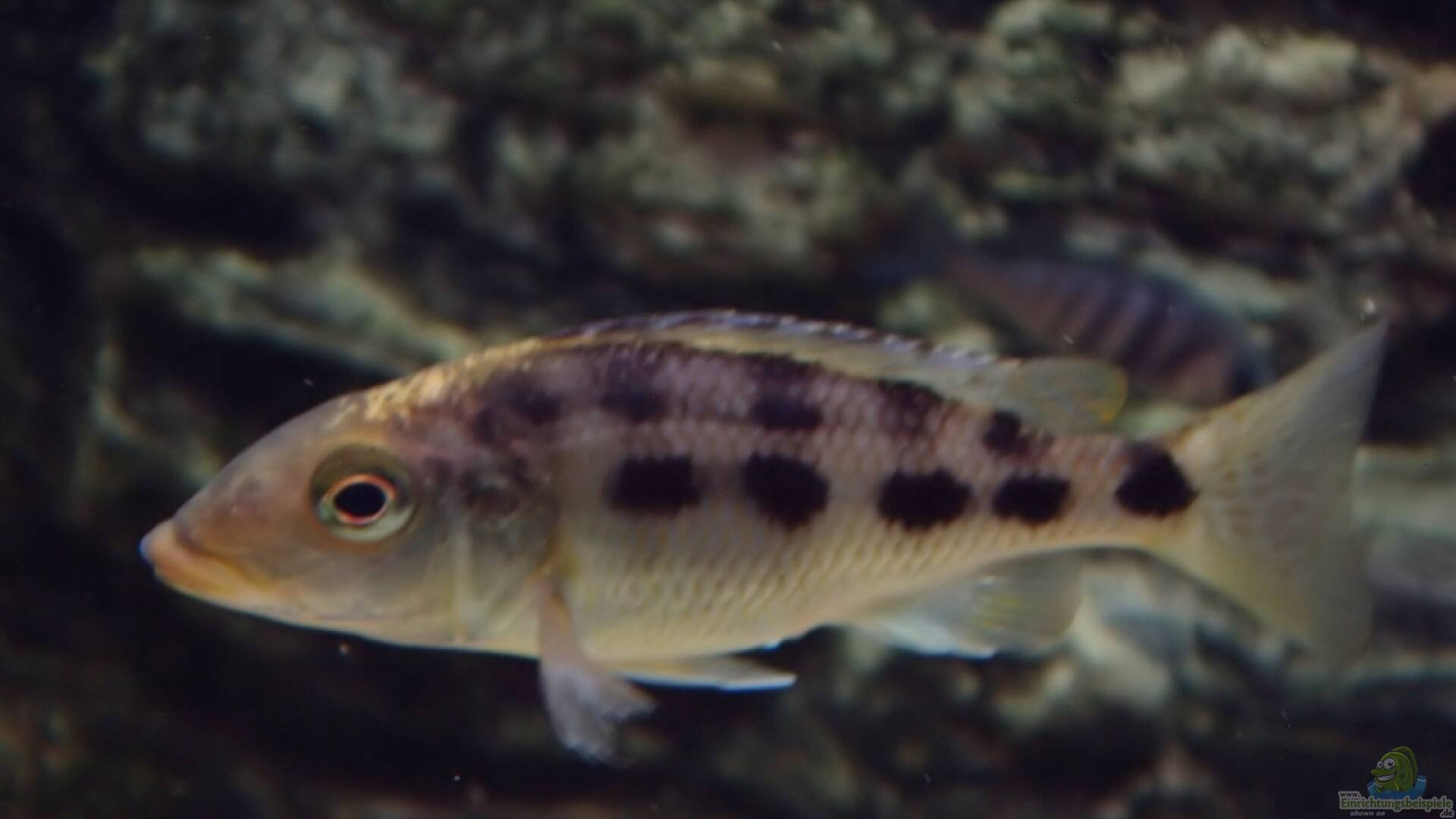 Fossorochromis rostratus - Fünffleckmaulbrüter
