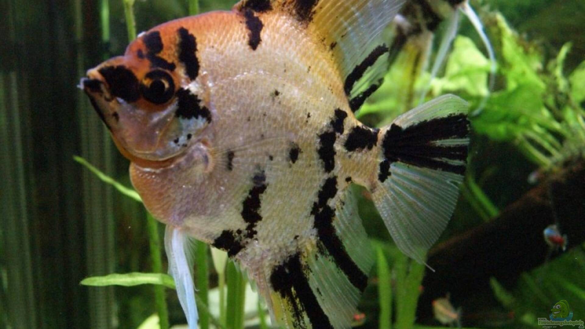 Pterophyllum - Segelflosser: Alle Infos