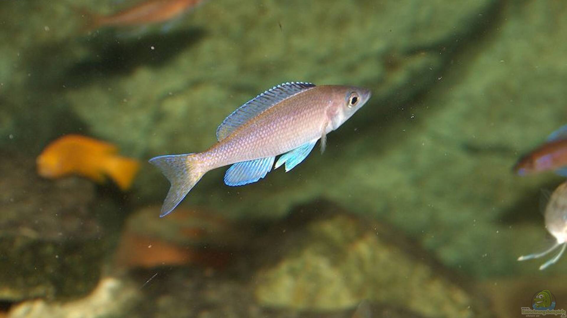 Cyprichromis-Arten: Alle wichtigen Infos