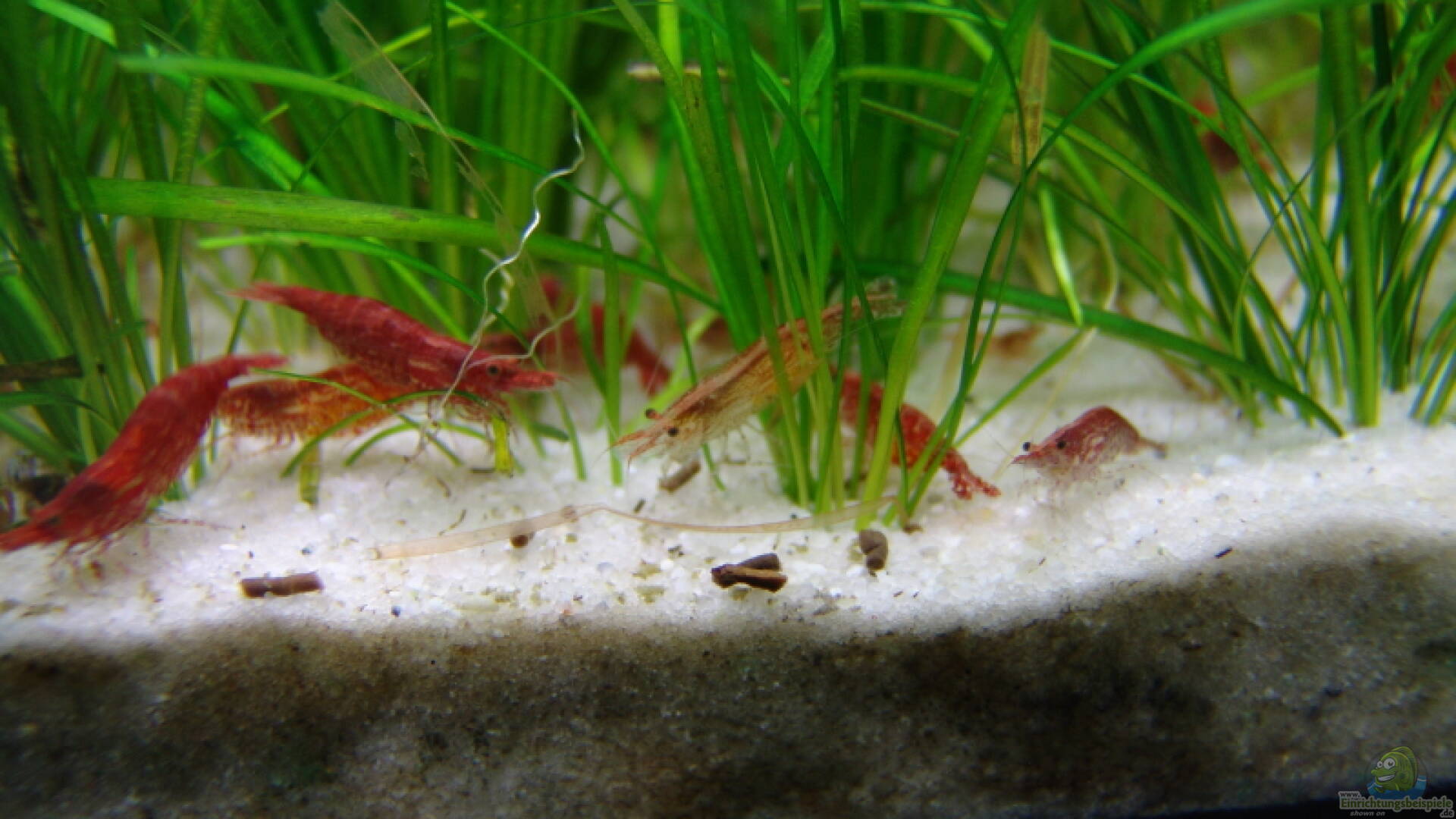 Neocaridina heteropoda - Red Fire Garnele: Alle Infos