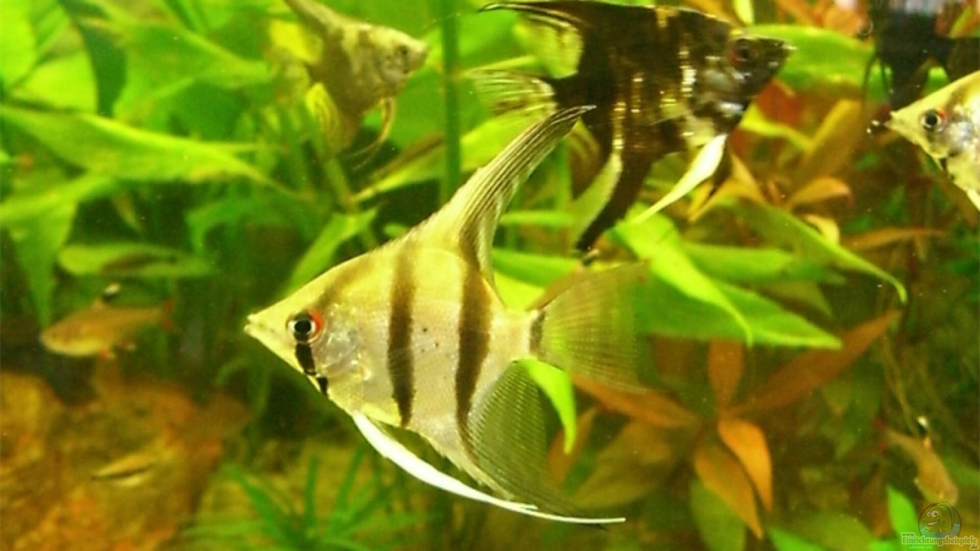 Pterophyllum - Segelflosser: Alle wichtigen Infos