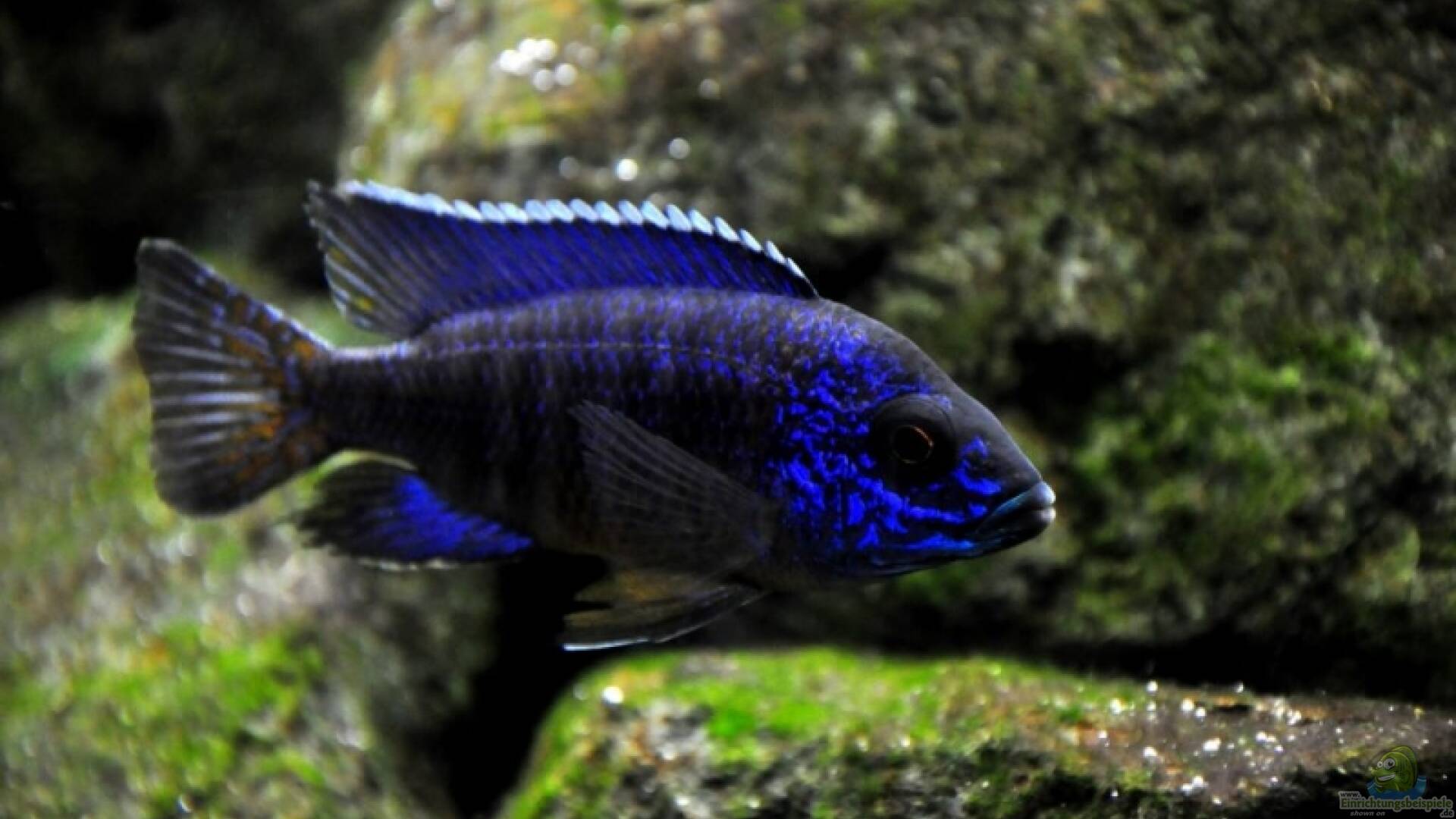 Aulonocara-Arten: Alle wichtigen Infos