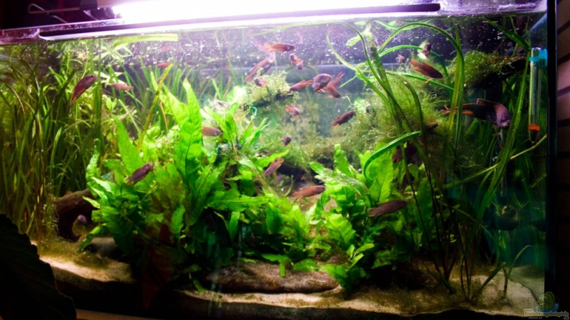 Microsorum pteropus - Javafarn: Alle wichtigen Infos