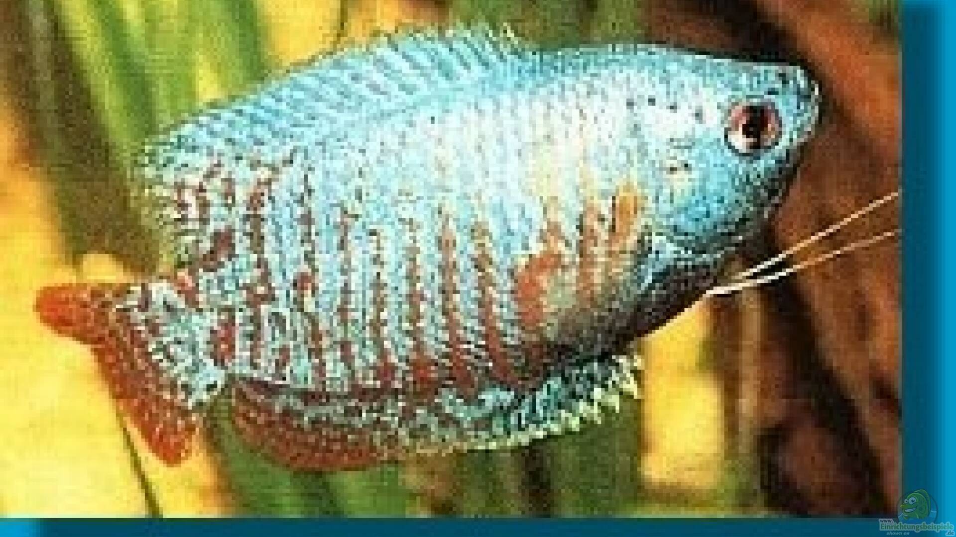 Fadenfische: Alle wichtigen Infos