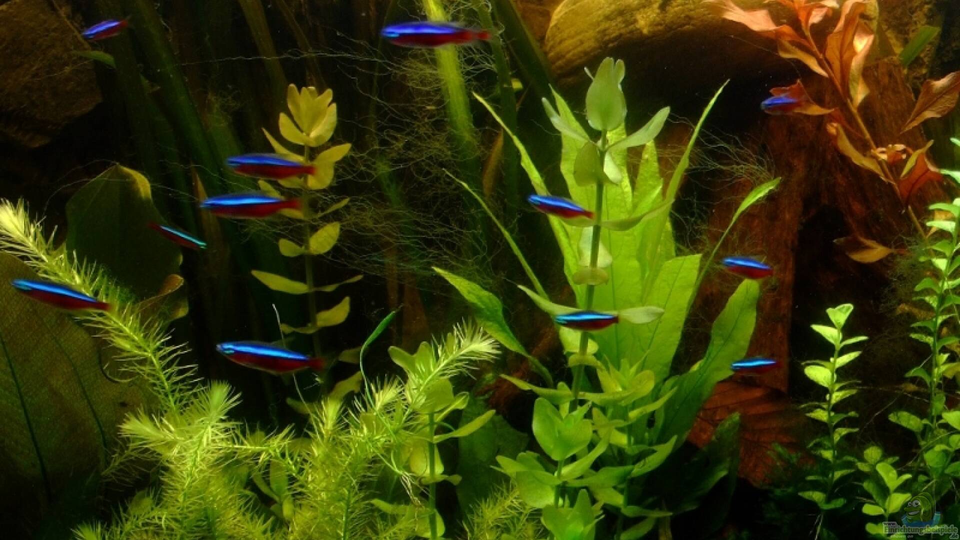 Paracheirodon axelrodi - Roter Neon: Alle Infos
