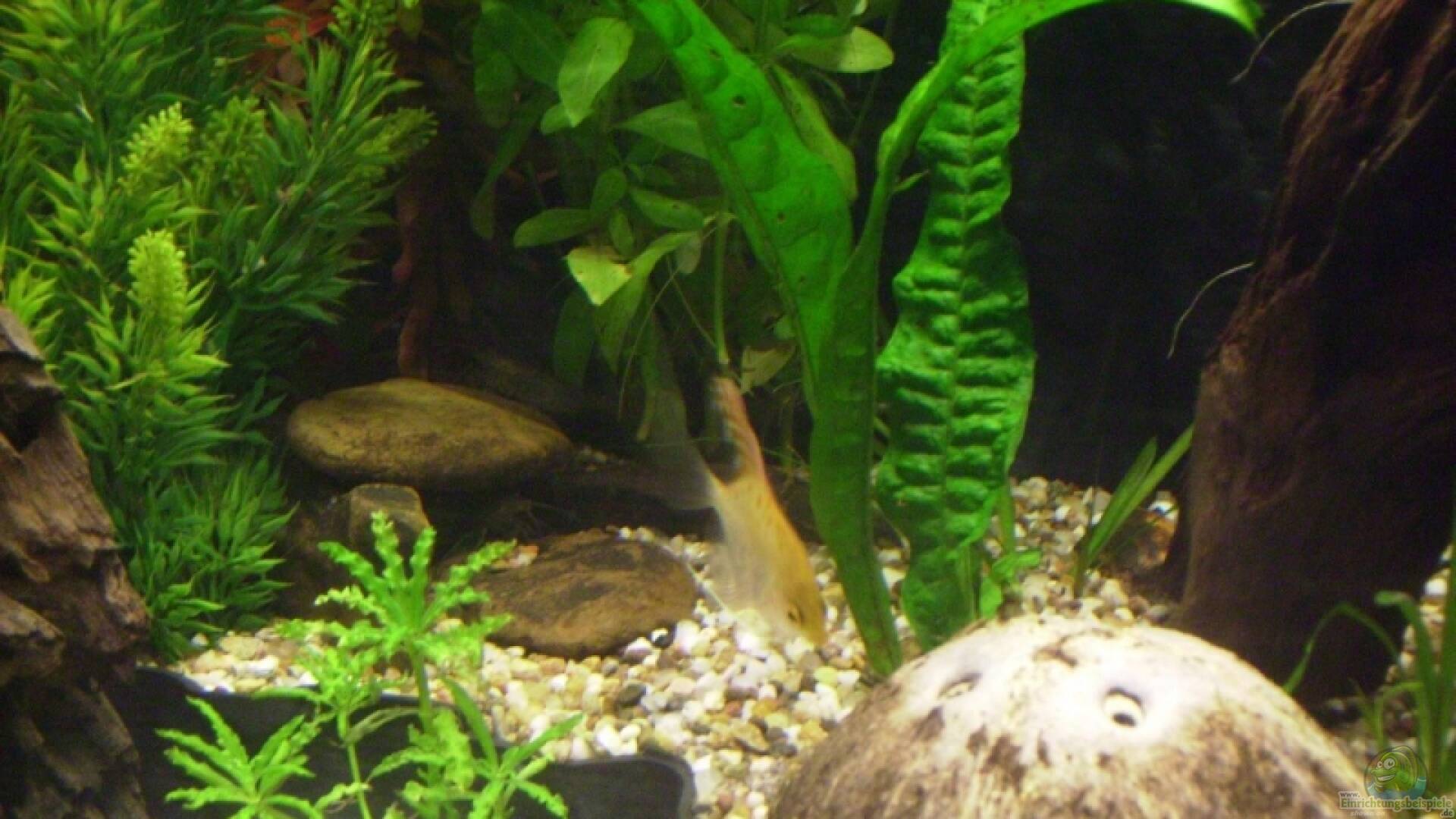 Pterophyllum - Segelflosser: Alle wichtigen Infos