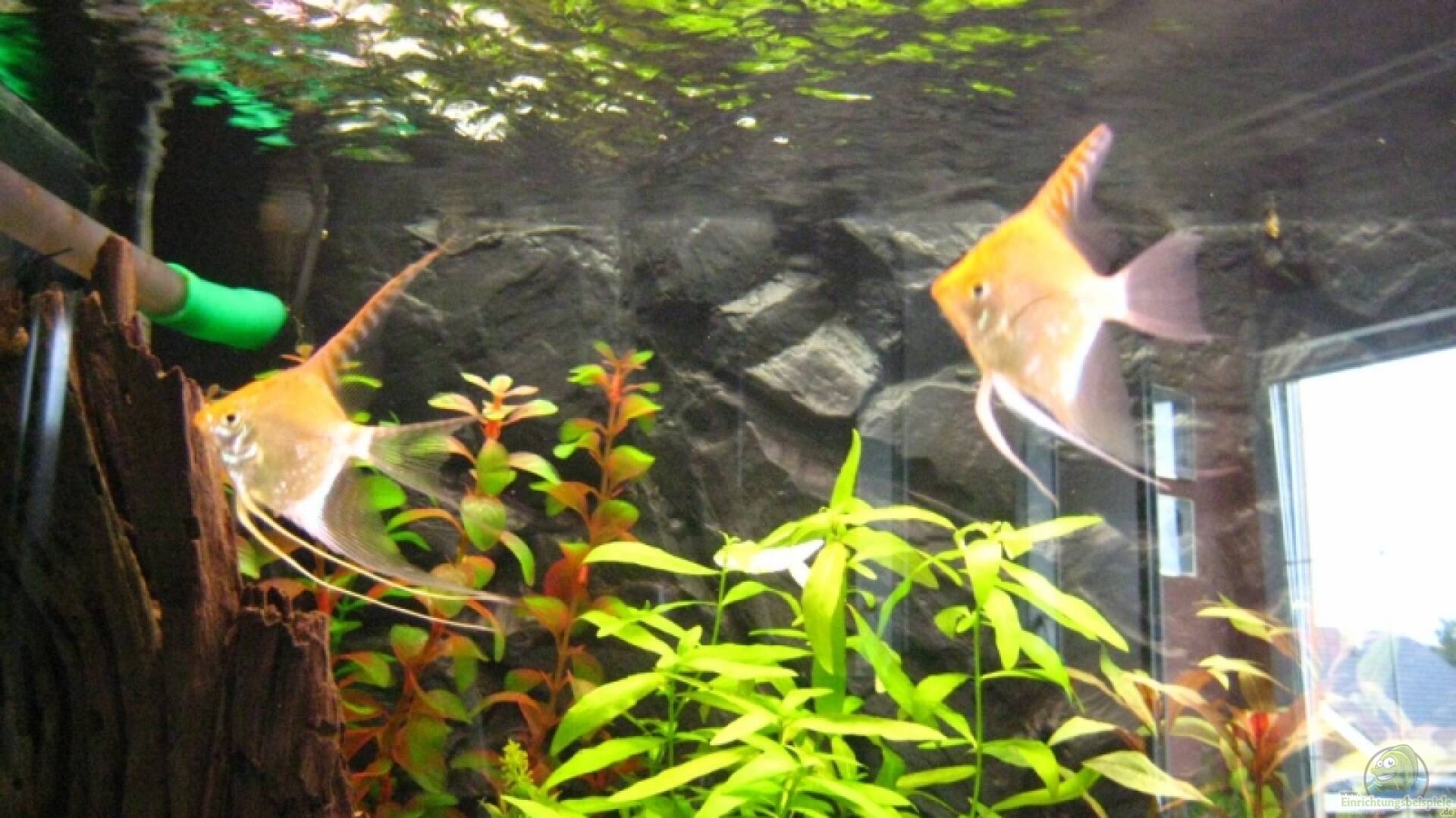 Pterophyllum - Segelflosser: Alle wichtigen Infos