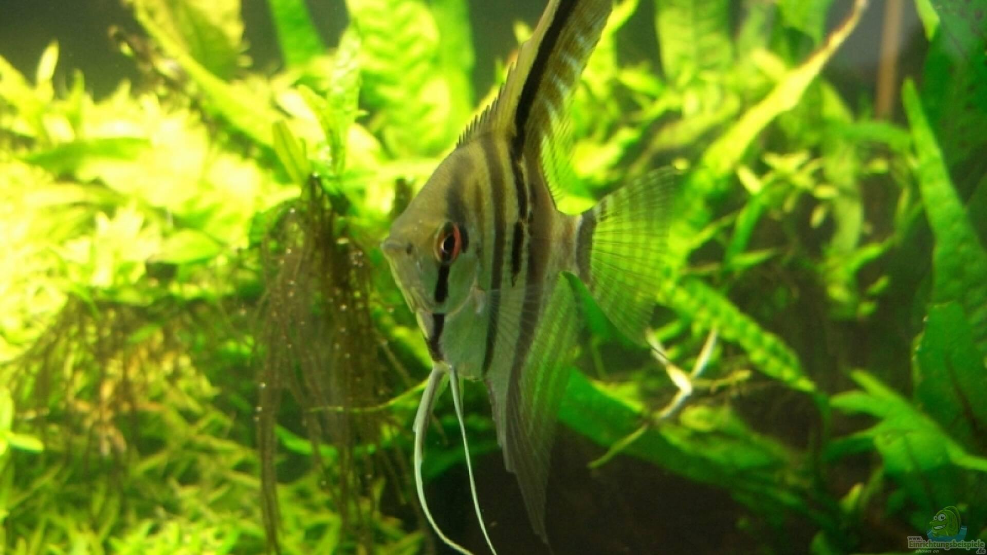 Pterophyllum scalare - Skalar: Alle wichtigen Infos