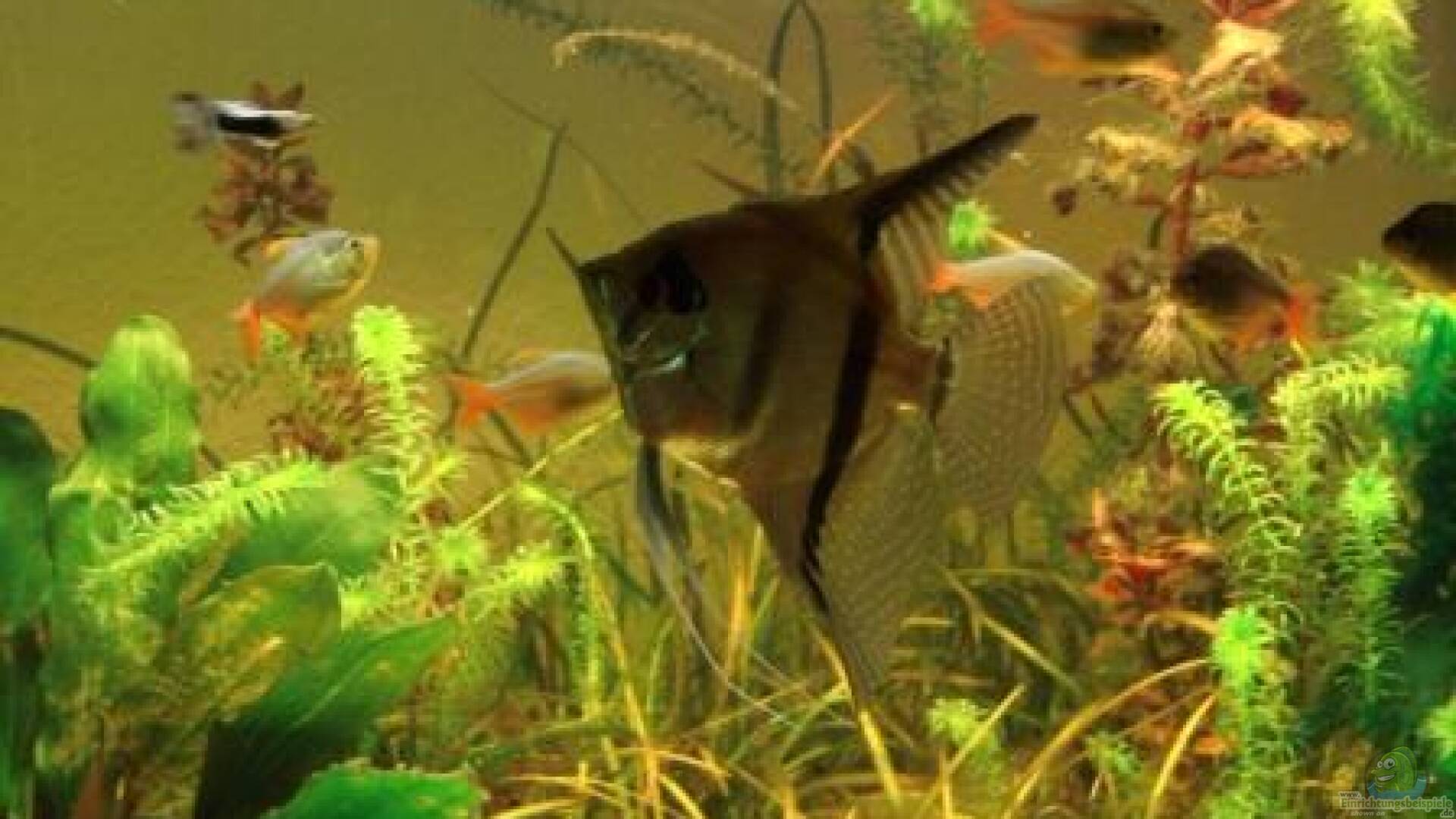 Pterophyllum - Segelflosser: Alle Infos