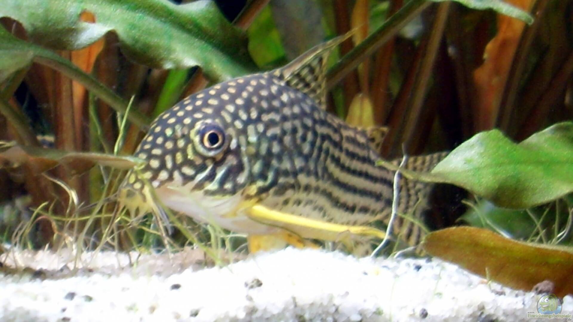 Corydoras sterbai - Sterbas Panzerwels: Alle Infos