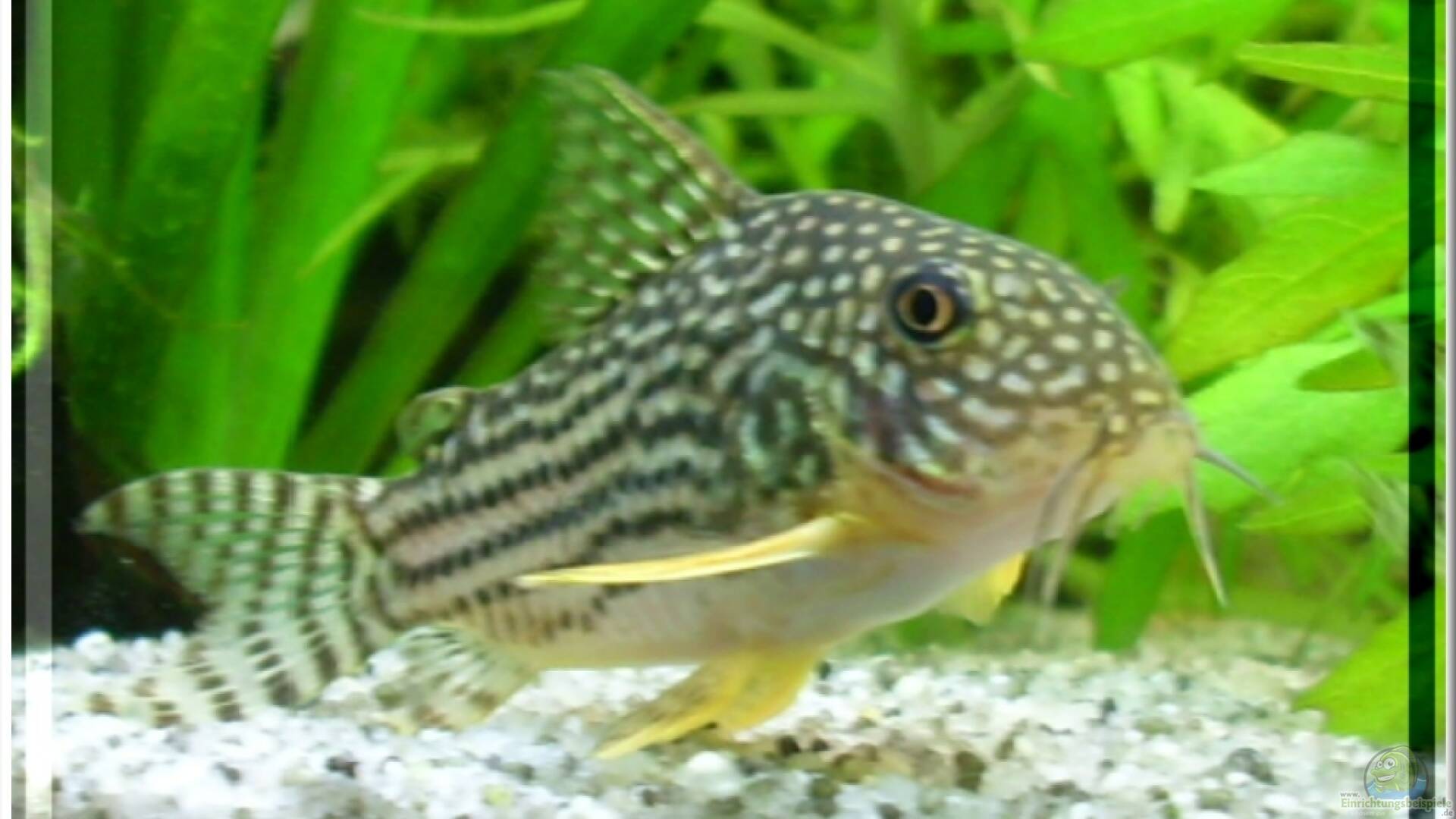 Corydoras sterbai - Sterbas Panzerwels: Alle Infos