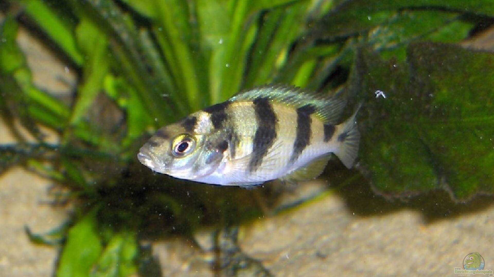 Haplochromis sp. Zebra-obliquidens: Alle Infos
