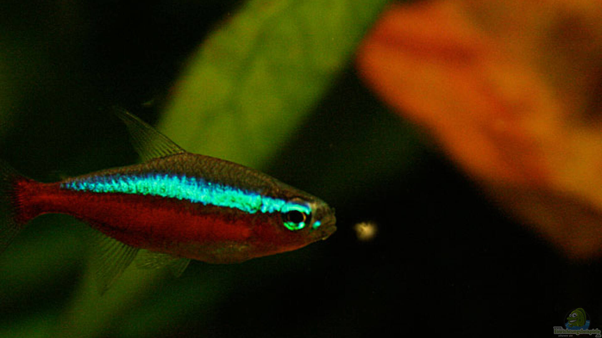 Paracheirodon axelrodi - Roter Neon: Alle Infos