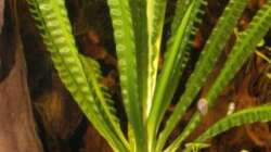 Aquarium von Marcus Blum: Becken 7599