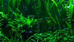 Puntius denisonii - Denisonbarbe: Alle wichtigen Infos