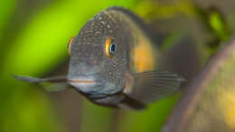 Tropheus moorii ´Mpulungu´: Alle wichtigen Infos