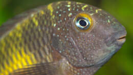 Tropheus moorii ´Mpulungu´: Alle wichtigen Infos