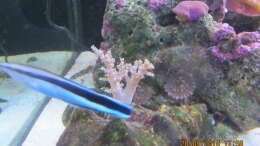 Putzerfisch: Alle wichtigen Infos