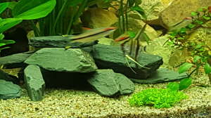 Pictichromis diadema - Diadem-Zwergbarsch: Alle Infos