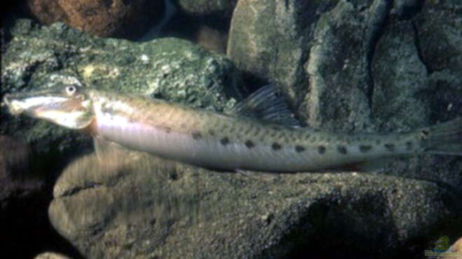 Acantopsis octoactinotos - Rüsselschmerle: Alle Infos