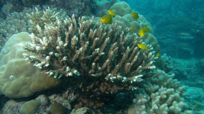 Acropora divaricata: Alle wichtigen Infos