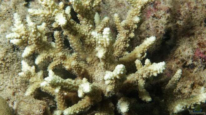 Acropora horrida: Alle wichtigen Infos