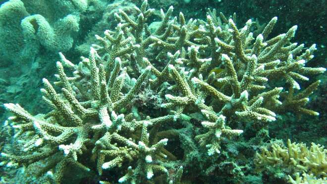 Acropora microphthalma: Alle wichtigen Infos
