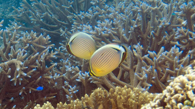 Acropora parilis: Alle wichtigen Infos