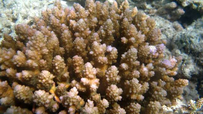Acropora polystoma: Alle wichtigen Infos