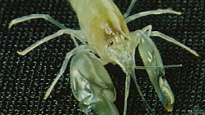 Alpheus heterochaelis: Alle wichtigen Infos