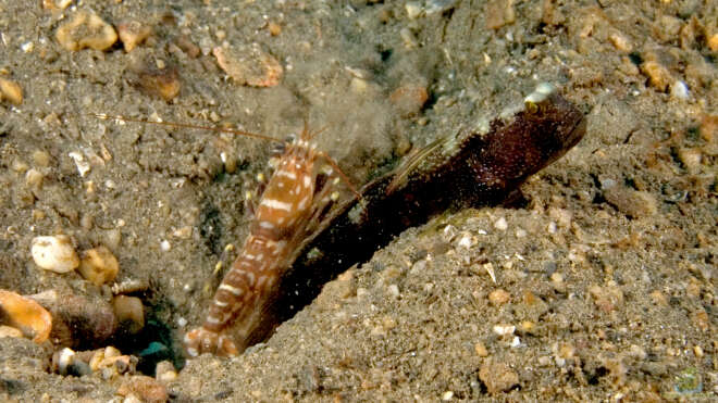 Alpheus rapacida: Alle wichtigen Infos