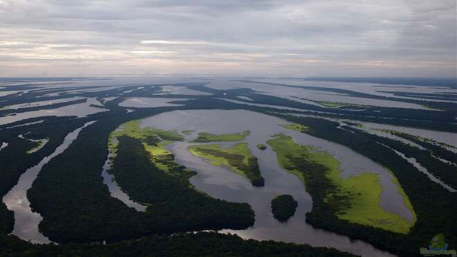 Amazonas-Aquarium: Alle wichtigen Infos