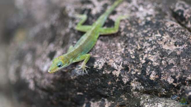 Anolis marmoratus - Leoparden-Anolis: Alle Infos