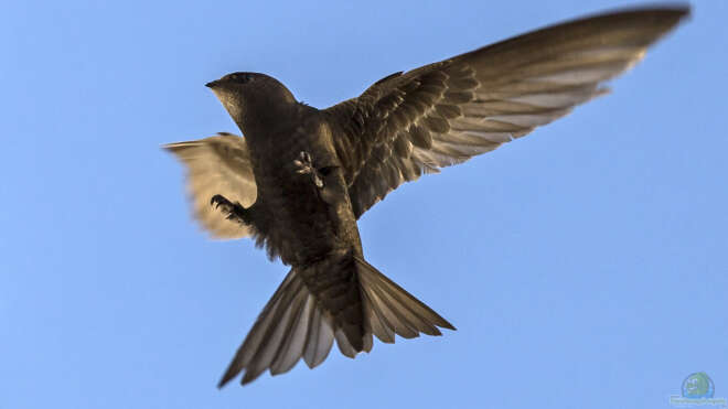 Apus apus - Mauersegler: Alle wichtigen Infos