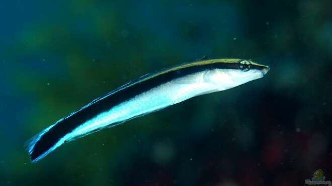 Aspidontus taeniatus - Falscher Putzerlippfisch