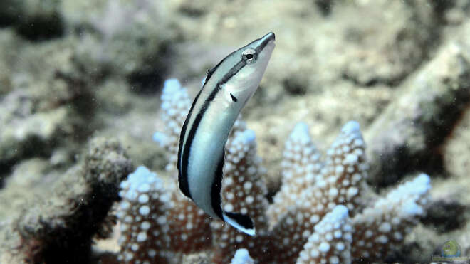 Aspidontus tractus - Säbelzahnschleimfisch: Alle Infos