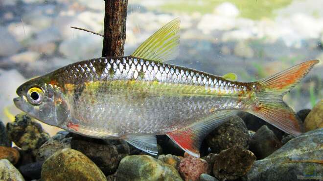 Astyanax fasciatus: Alle wichtigen Infos