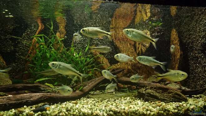 Astyanax mexicanus: Alle wichtigen Infos