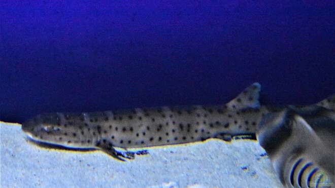 Atelomycterus macleayi - Australischer Marmorkatzenhai