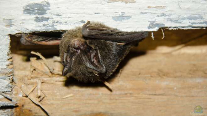 Barbastella barbastellus - Mopsfledermaus: Alle Infos