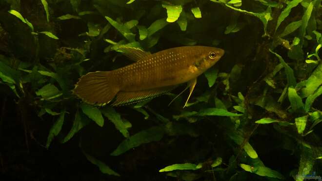 Betta enisae - Langflossen-Kampffisch: Alle Infos