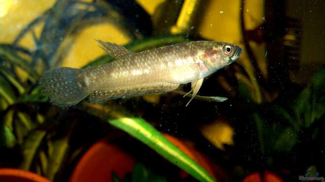 Betta pallifina: Alle wichtigen Infos